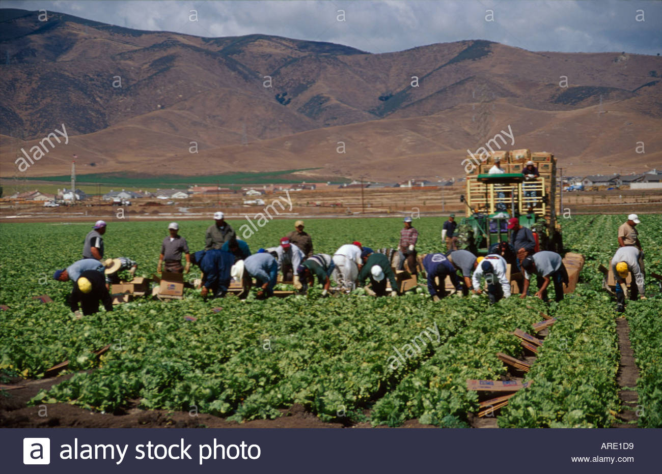 California Monterey County Salinas Valley region called Salad Bowl of ...