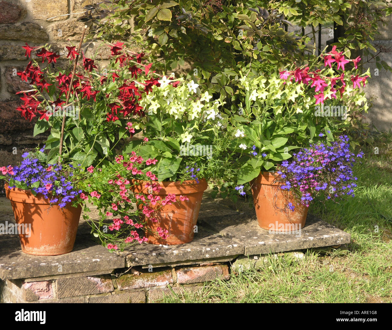 Garden pots with flowers on patio Stock Photo - Alamy
