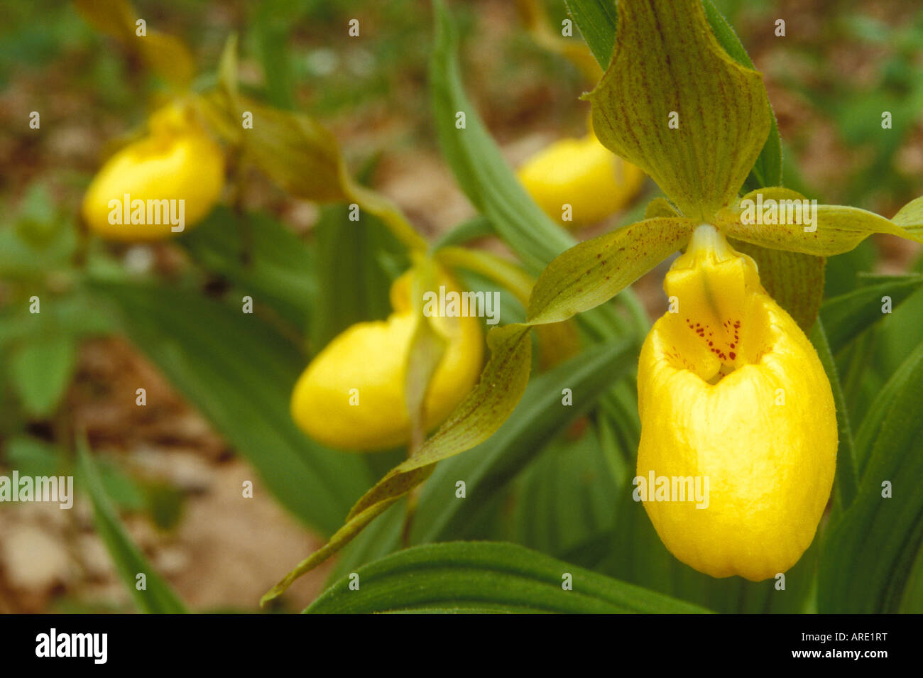 Lady slippers drive hi-res stock photography and images - Alamy
