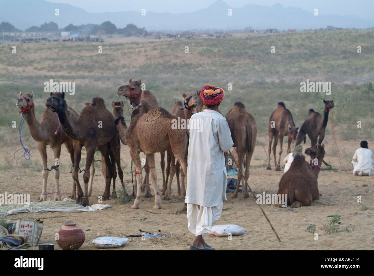 Camel trader at the Pushkar Camel Fair in India Stock Photo - Alamy