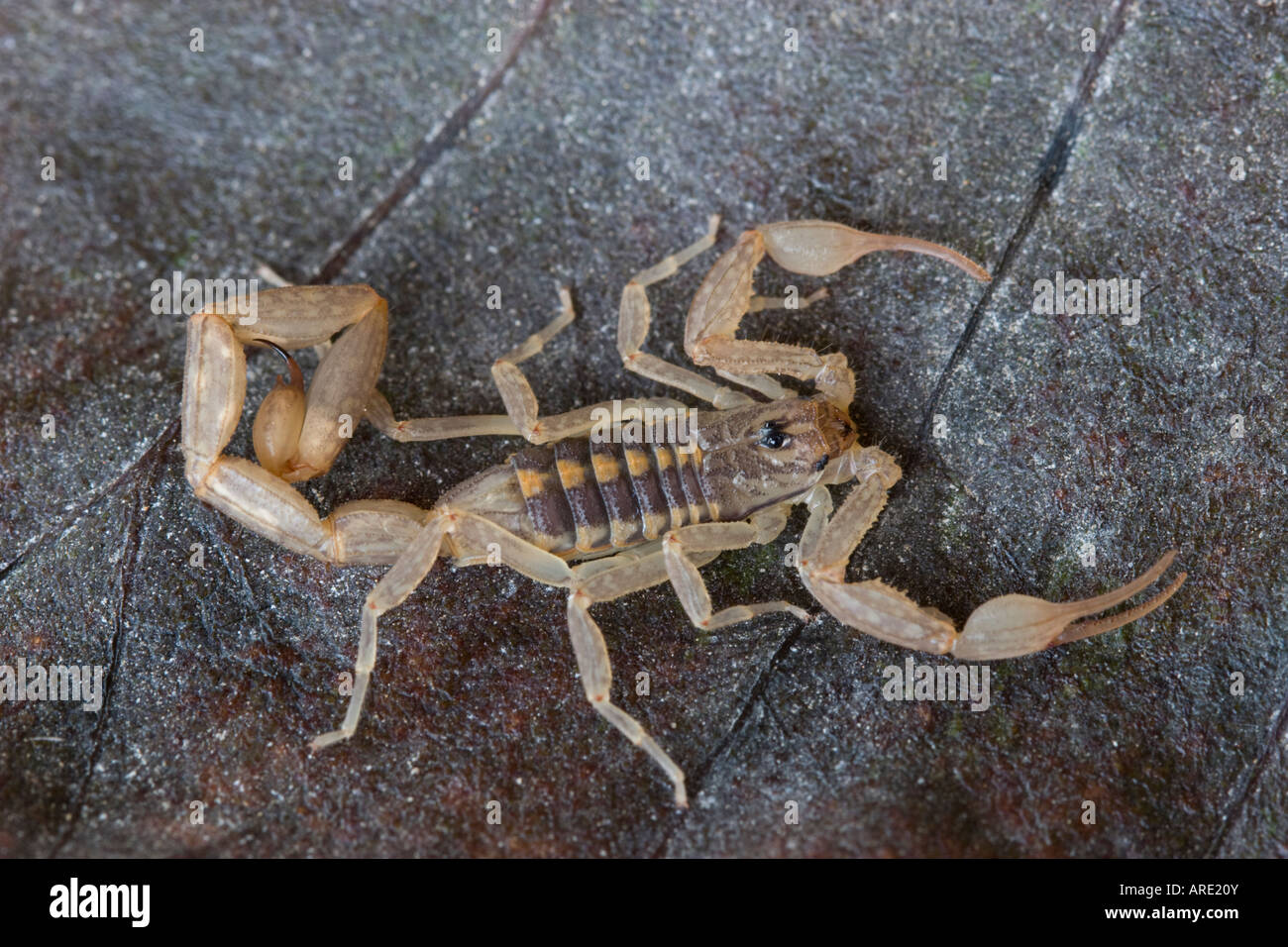 Mexico scorpion hi-res stock photography and images - Alamy