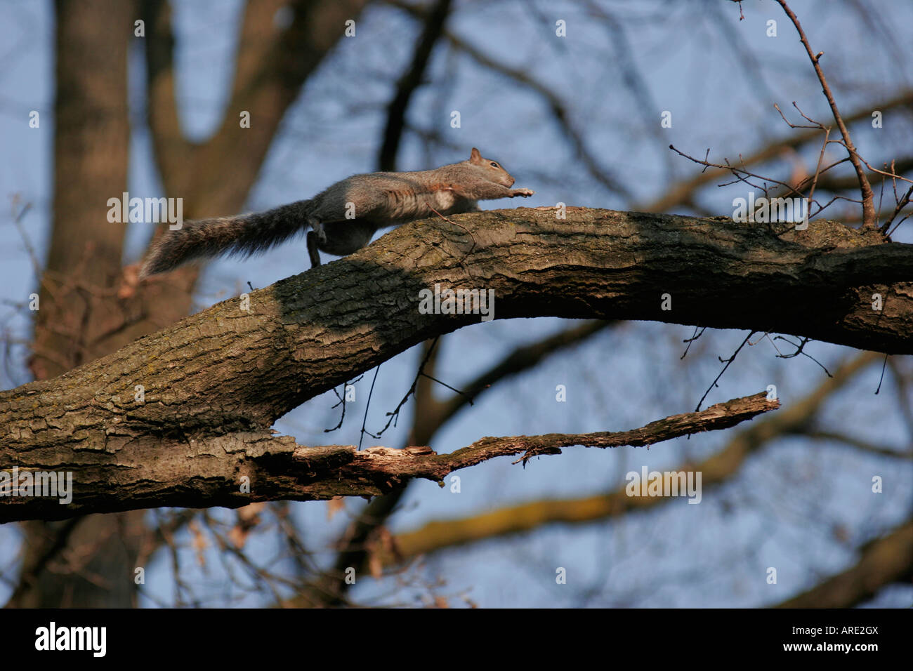 Squirrel running on a tree Stock Photo - Alamy