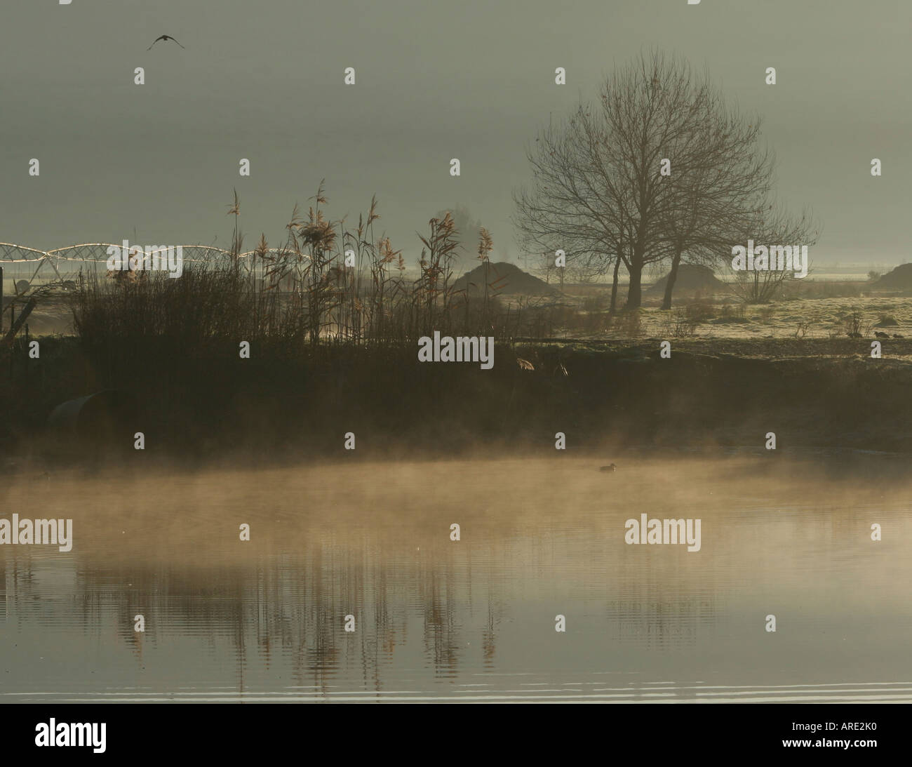 lone tree in the mist Stock Photo - Alamy