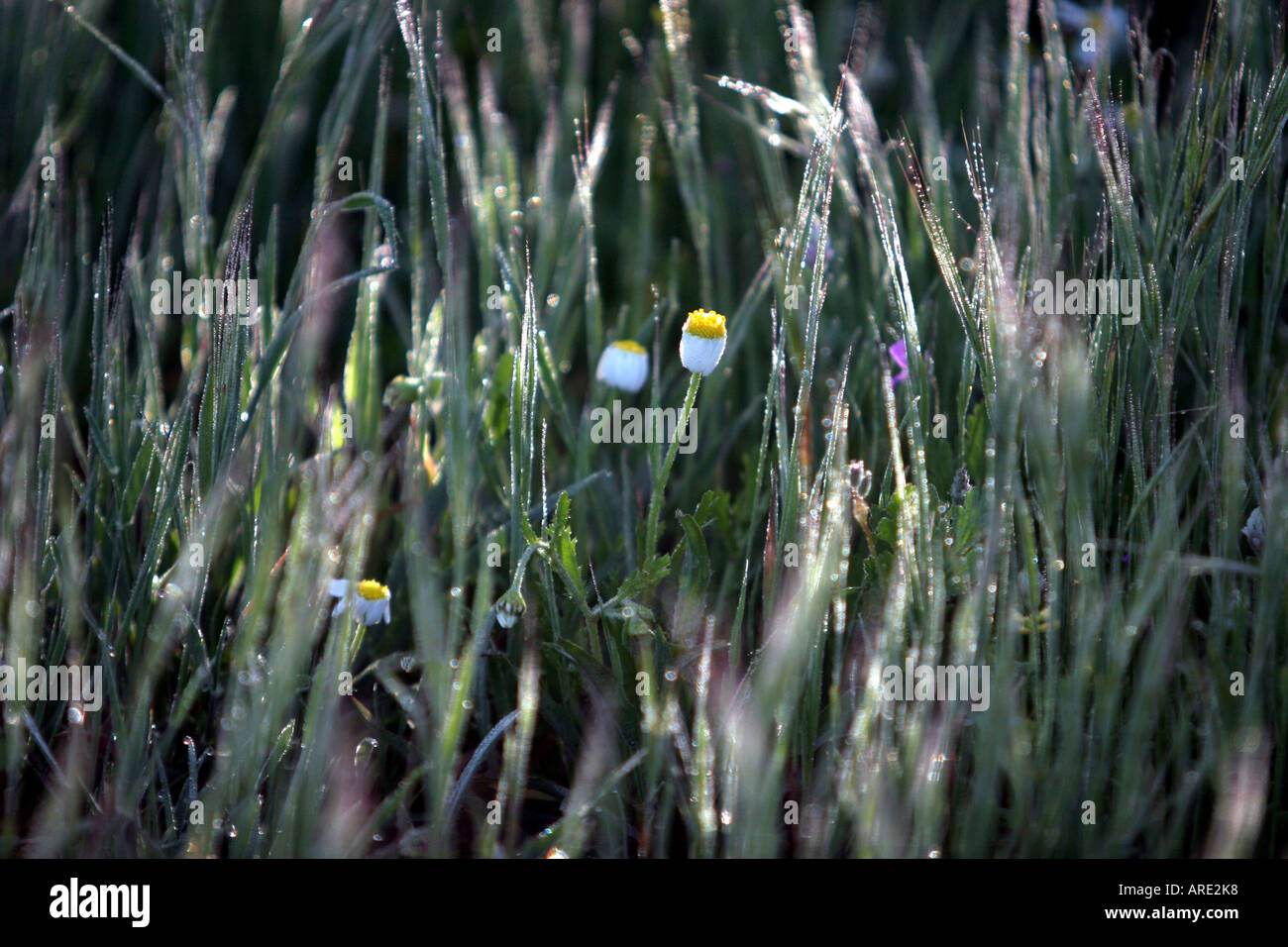 Spring time bloom Israel Stock Photo - Alamy