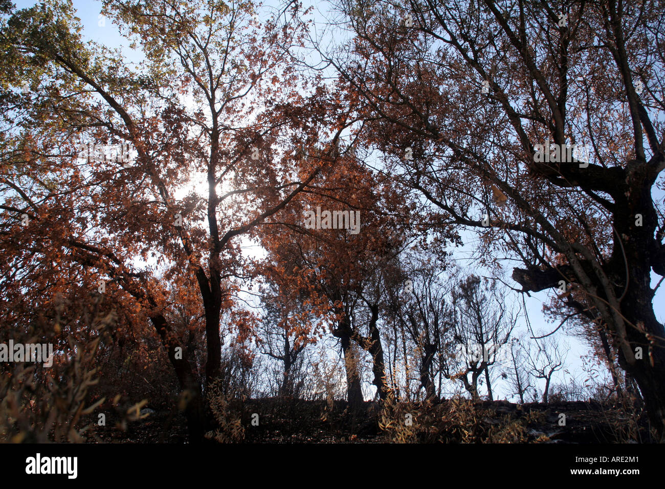 Israeli Forest looking up Stock Photo - Alamy