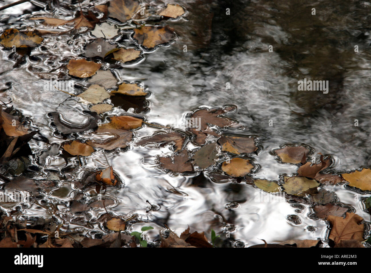 Autumn leaf floating in a puddle of water Stock Photo - Alamy