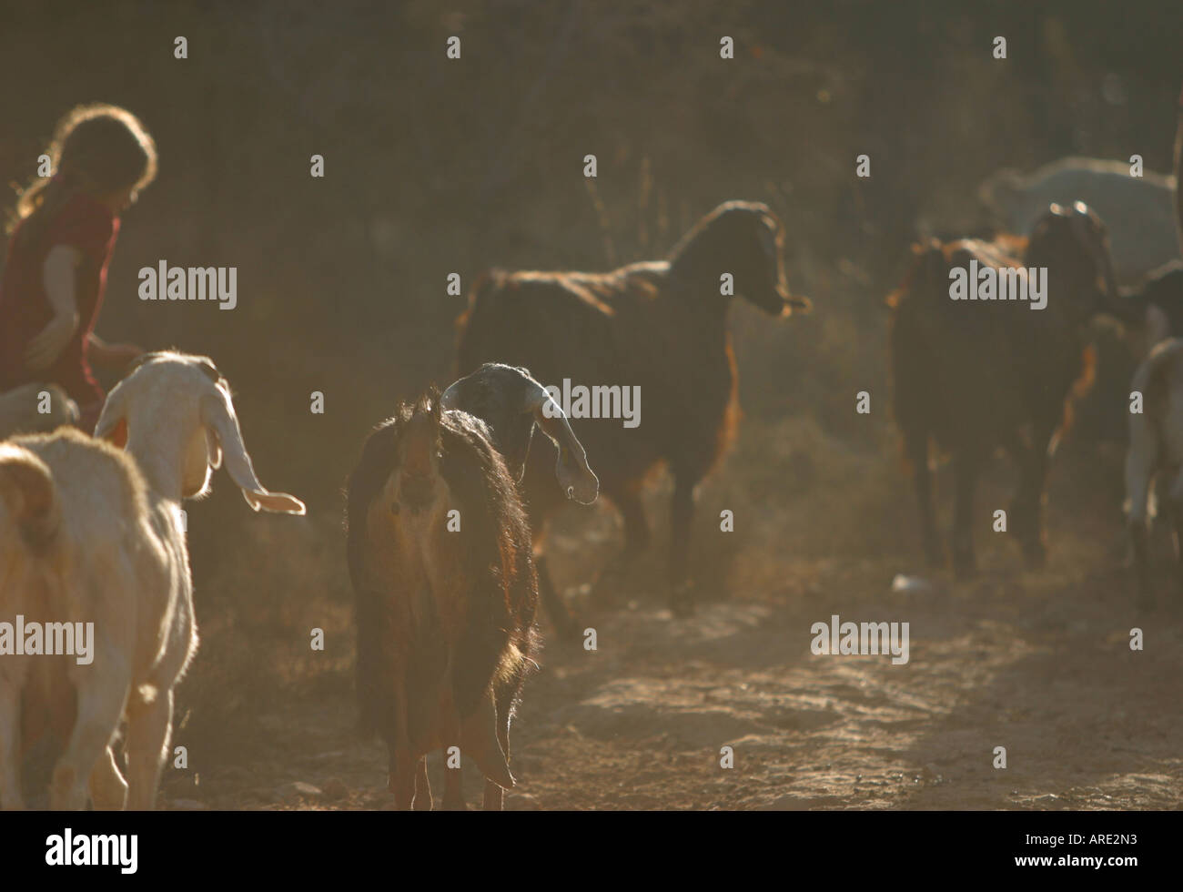 Goat herd silhouette hi-res stock photography and images - Alamy