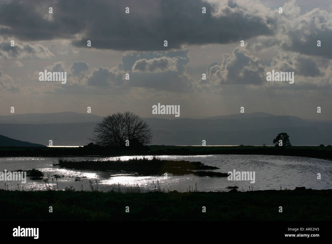 lone tree in the mist Stock Photo - Alamy
