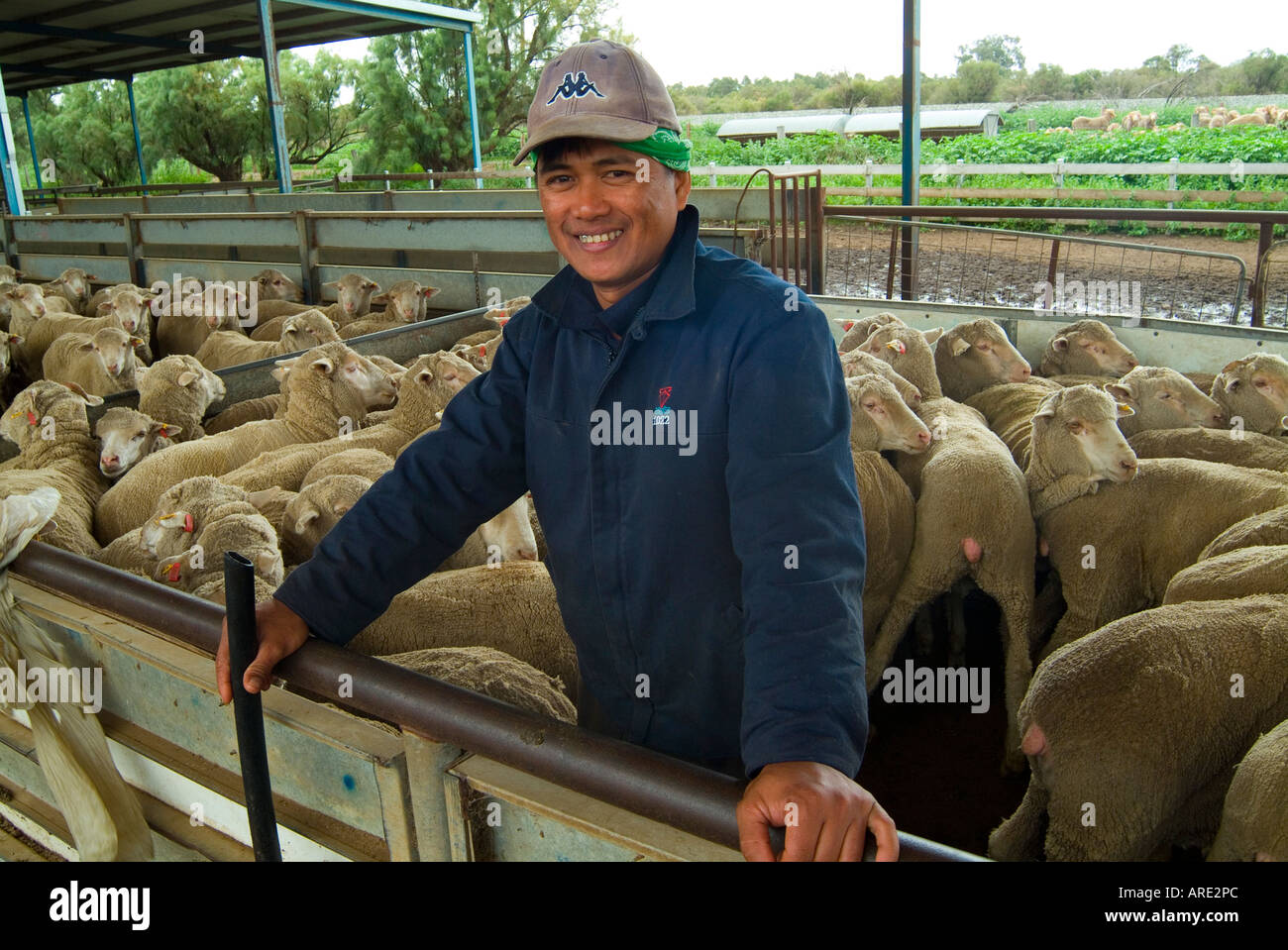 A Filipino sheep herder in training at a feedlot in Western Australia ...