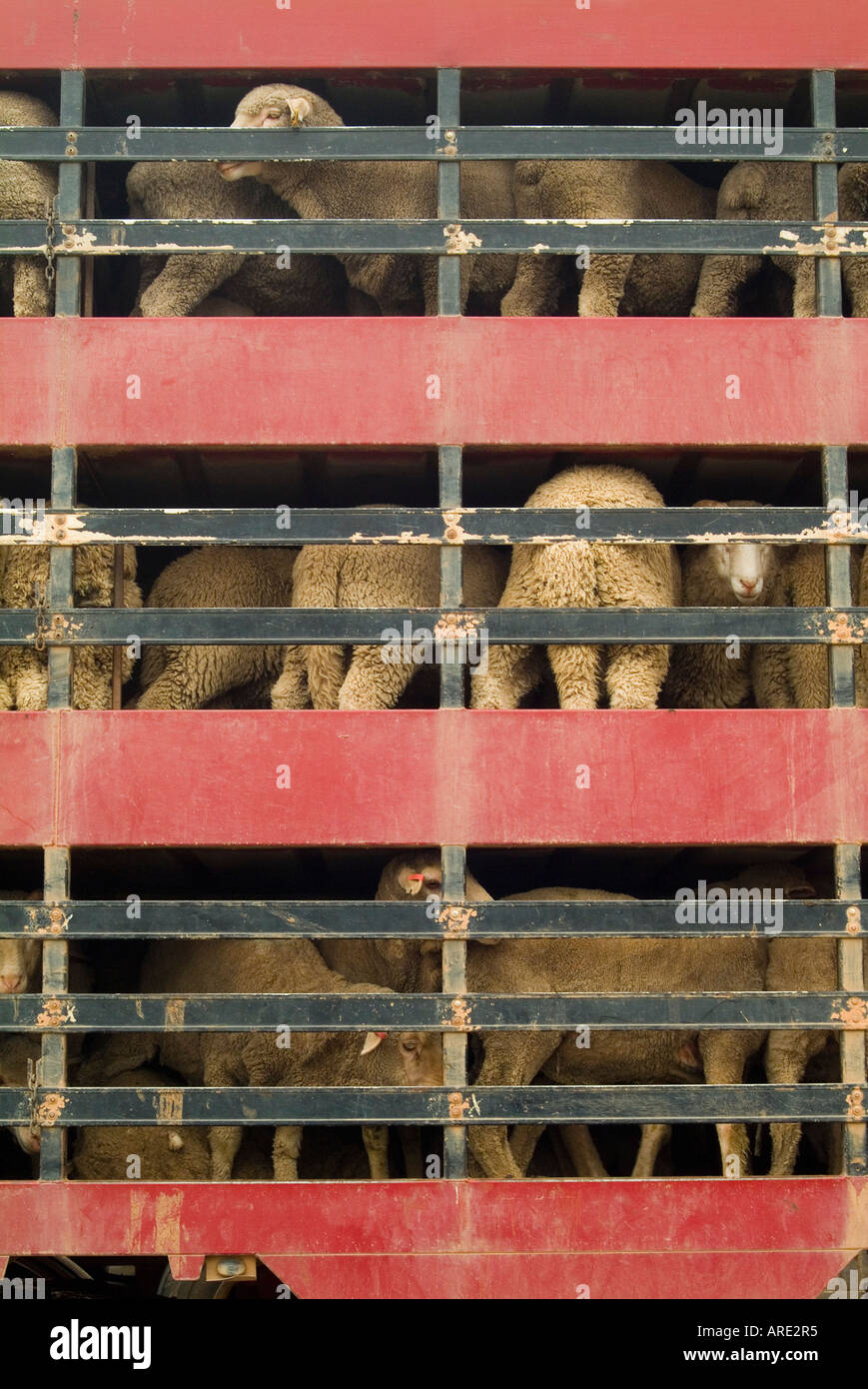 Sheep transport hi-res stock photography and images - Alamy