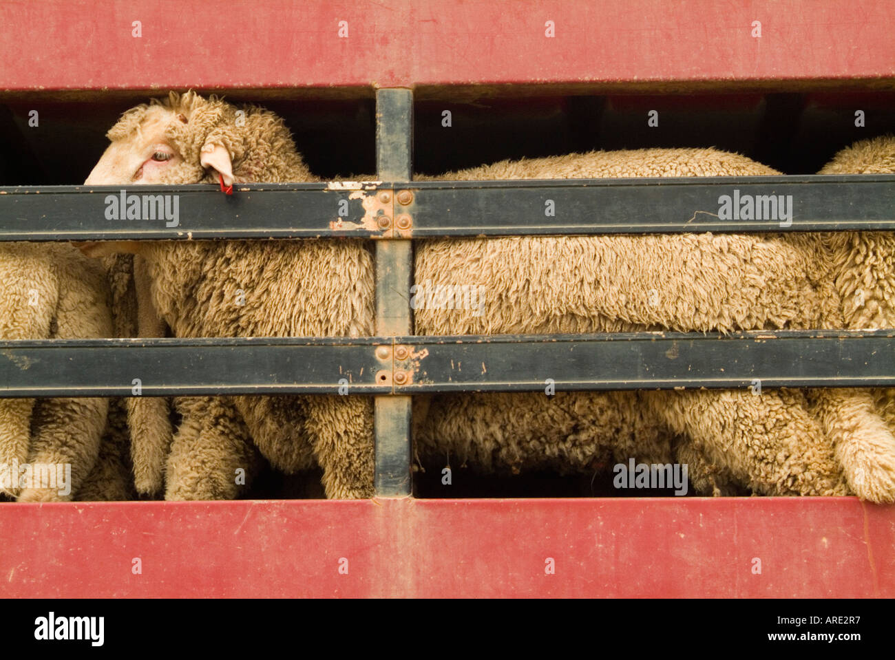 Livestock farming australia hi-res stock photography and images - Alamy