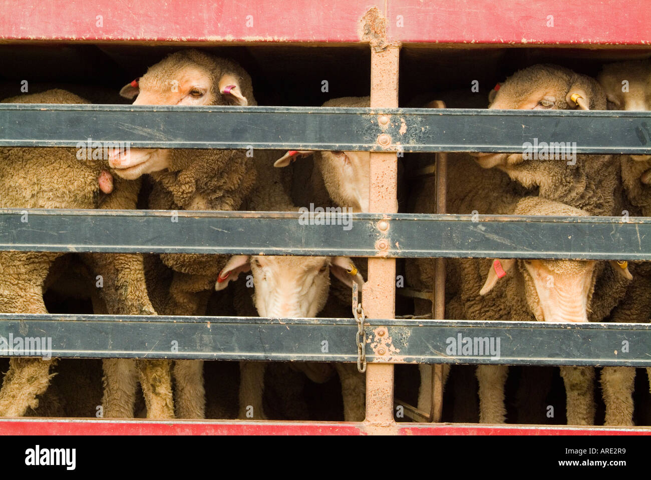Sheep being transported in large trucks in Western Australia for ...