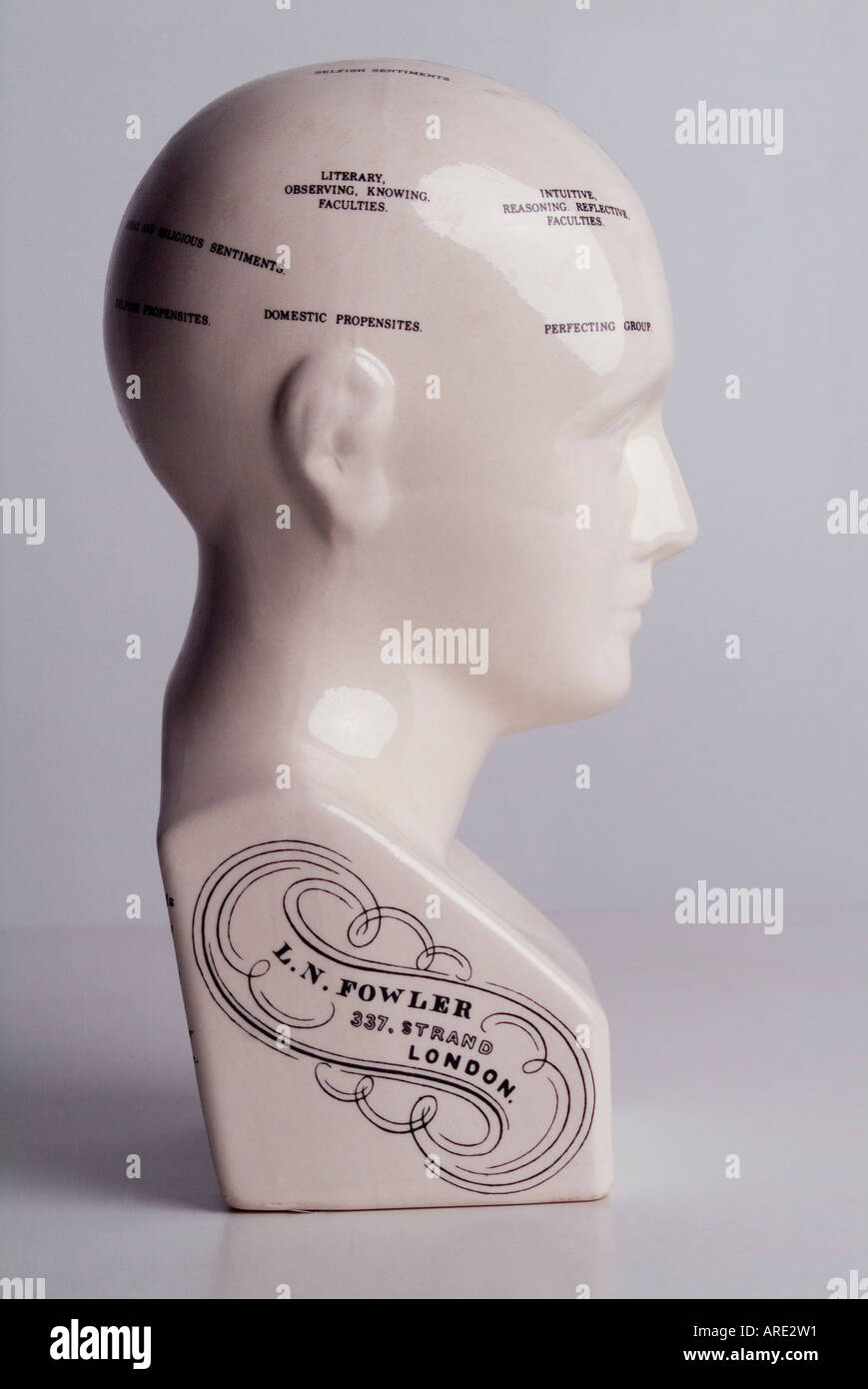 Phrenology head displaying what were believed to be the areas of the ...
