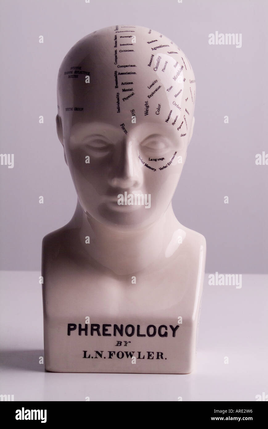 Head brain phrenology hi-res stock photography and images - Alamy