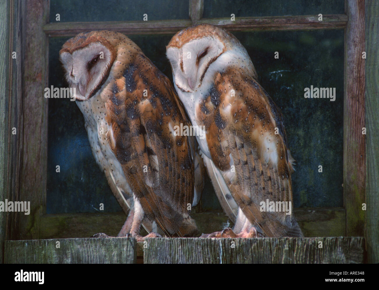 Barn owl pair in window ledge of old barn-Note-Captive subject Stock ...