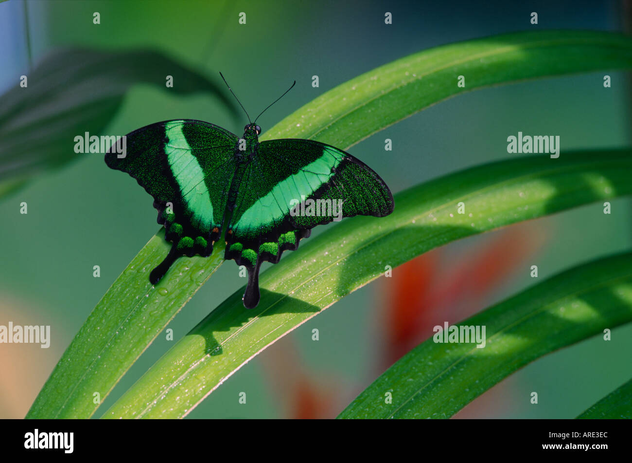 Moss Peacock Butterfly Stock Photo - Alamy