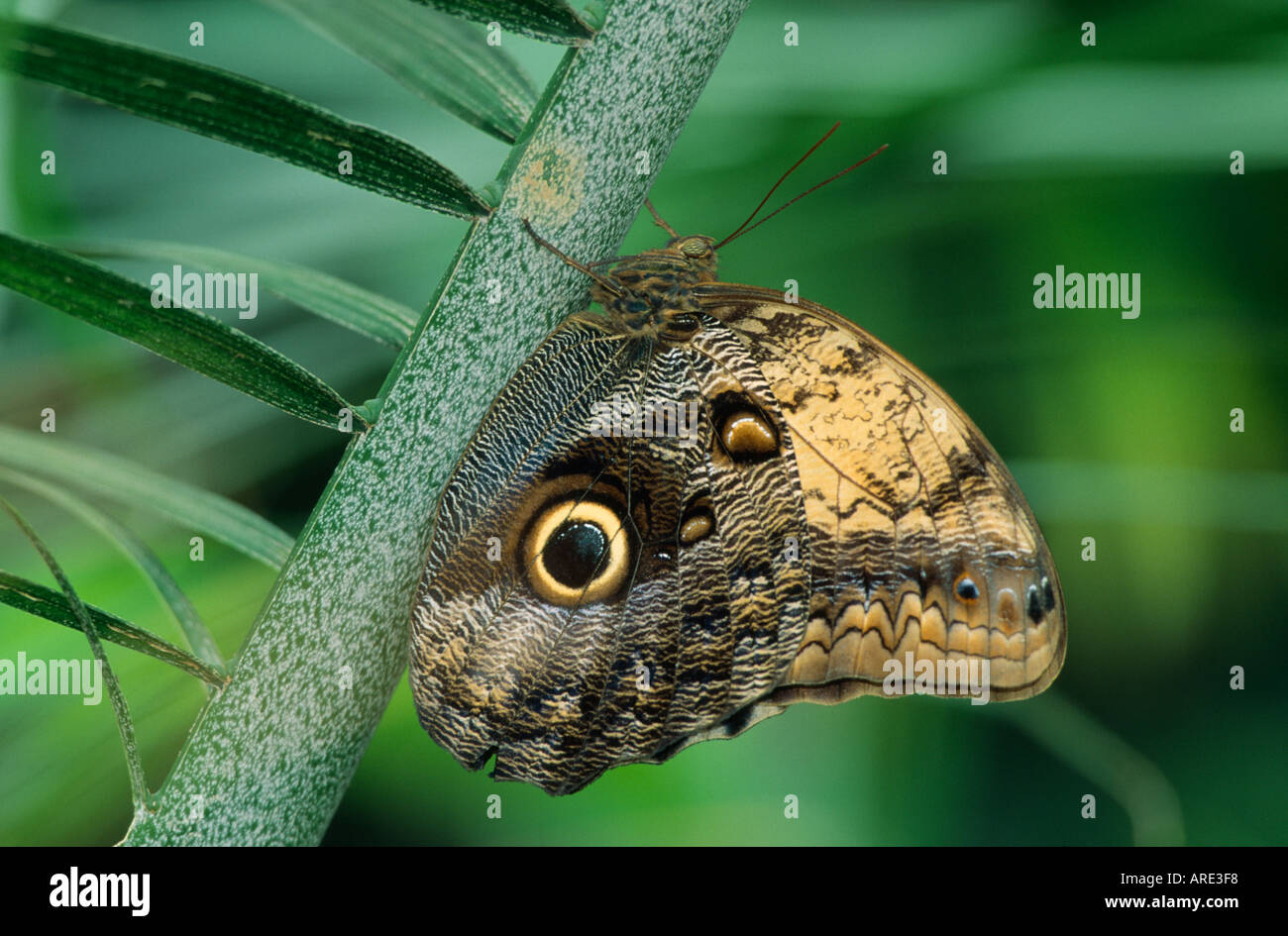 Butterfly with patterns hi-res stock photography and images - Alamy