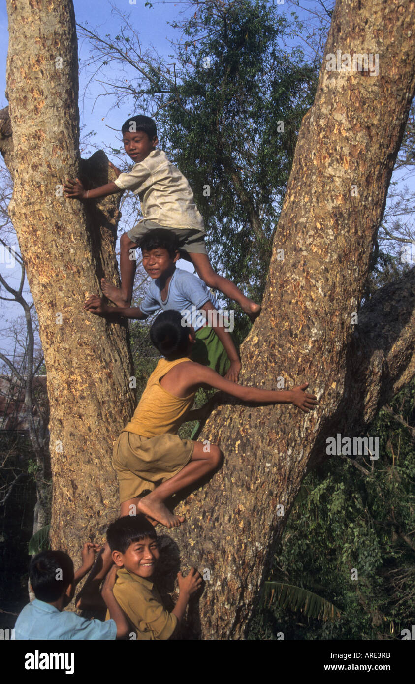 Indian boys having fun climbing up a tree Stock Photo - Alamy