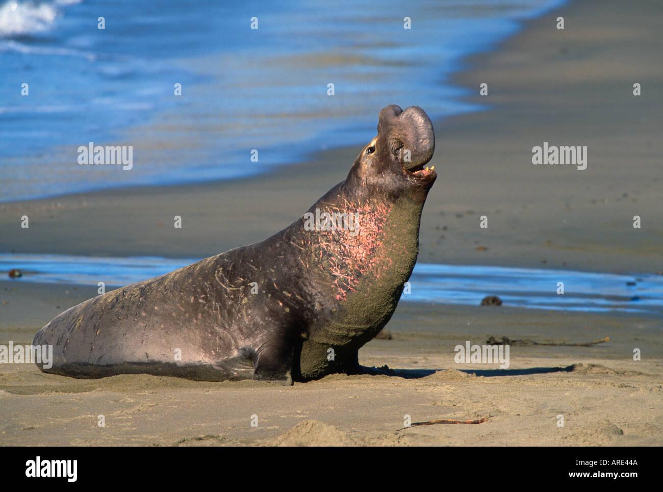 Bellowing Bull Stock Photos & Bellowing Bull Stock Images - Alamy