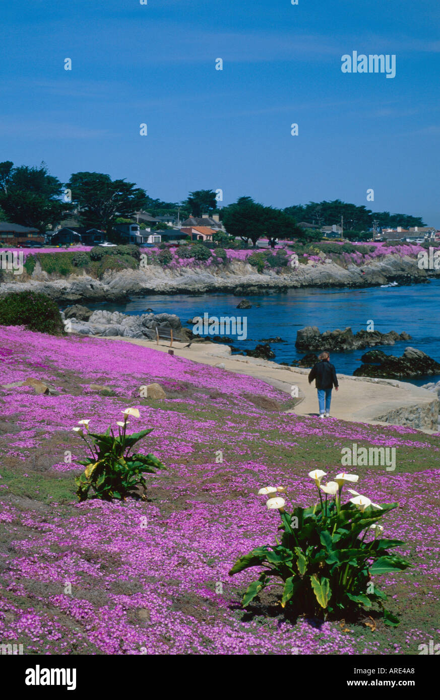 Spring Flowers on Ocean Boulevard Monterey Stock Photo - Alamy