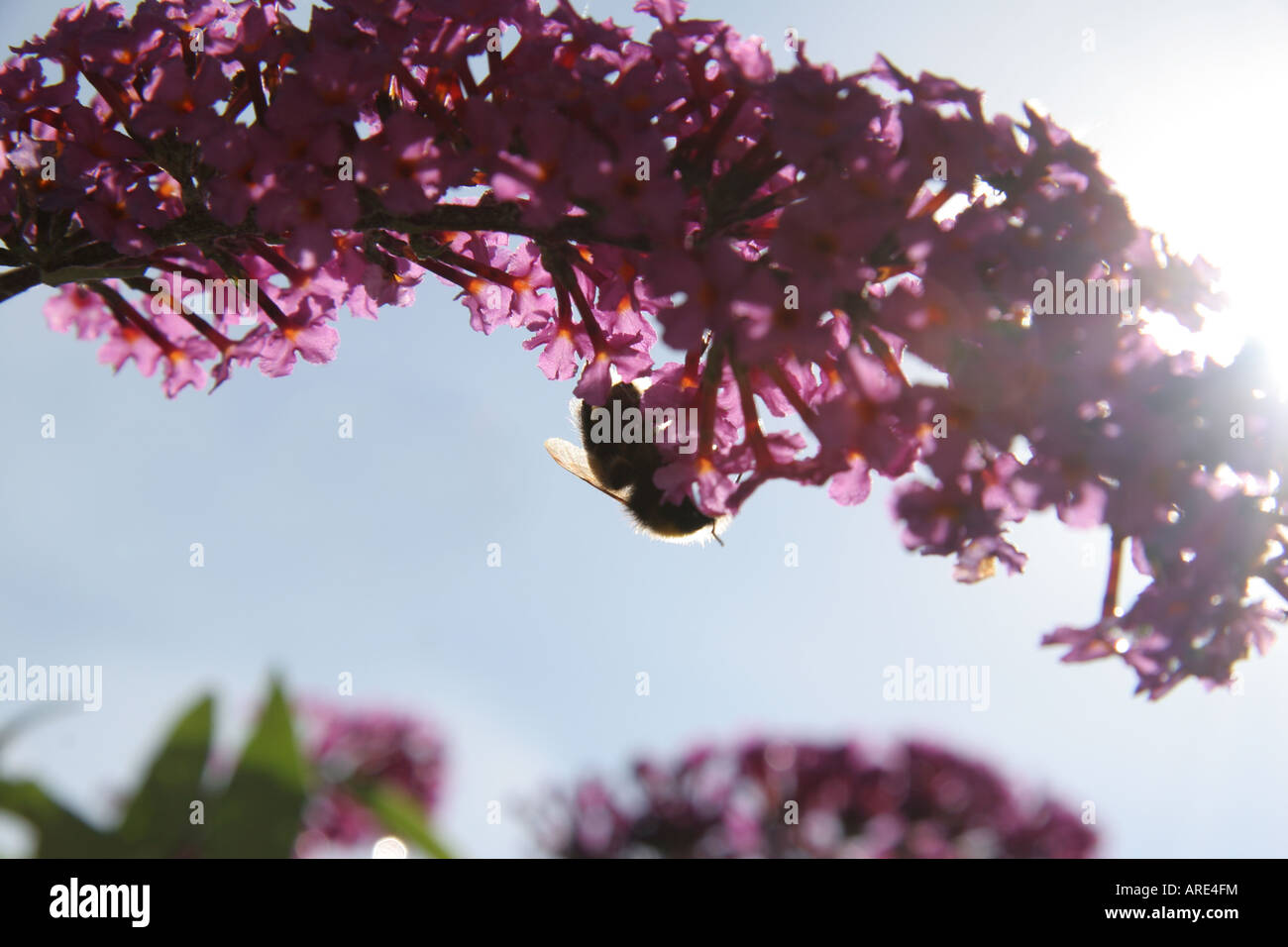 Bee collecting pollen from purple buddleia Stock Photo - Alamy