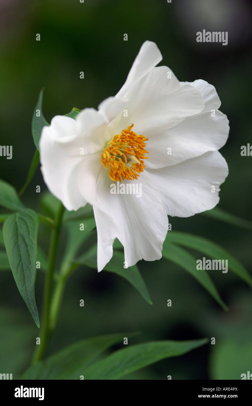 PAEONIA EMODI HIMALAYAN PEONY Stock Photo - Alamy
