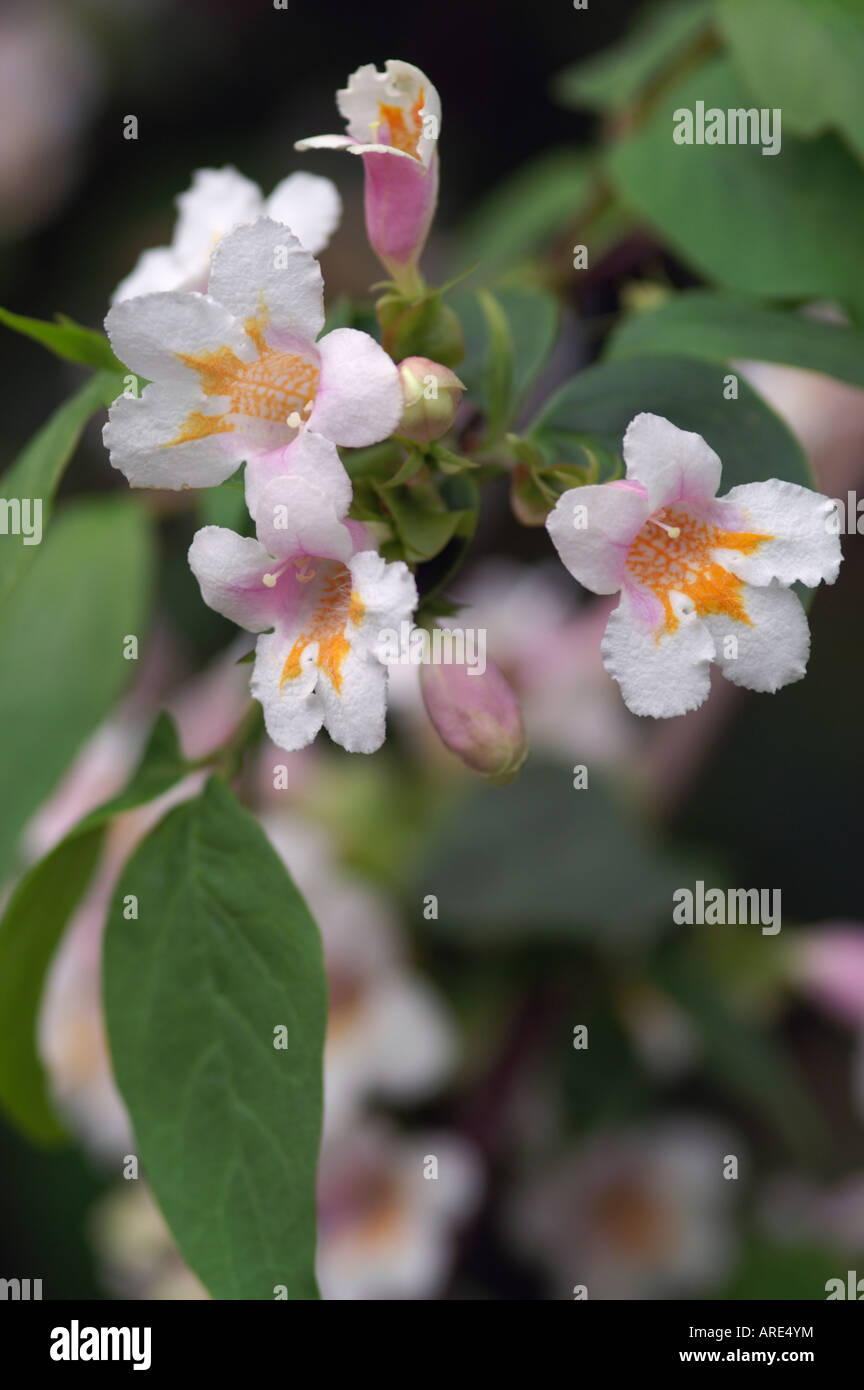 Corymbs hi-res stock photography and images - Alamy