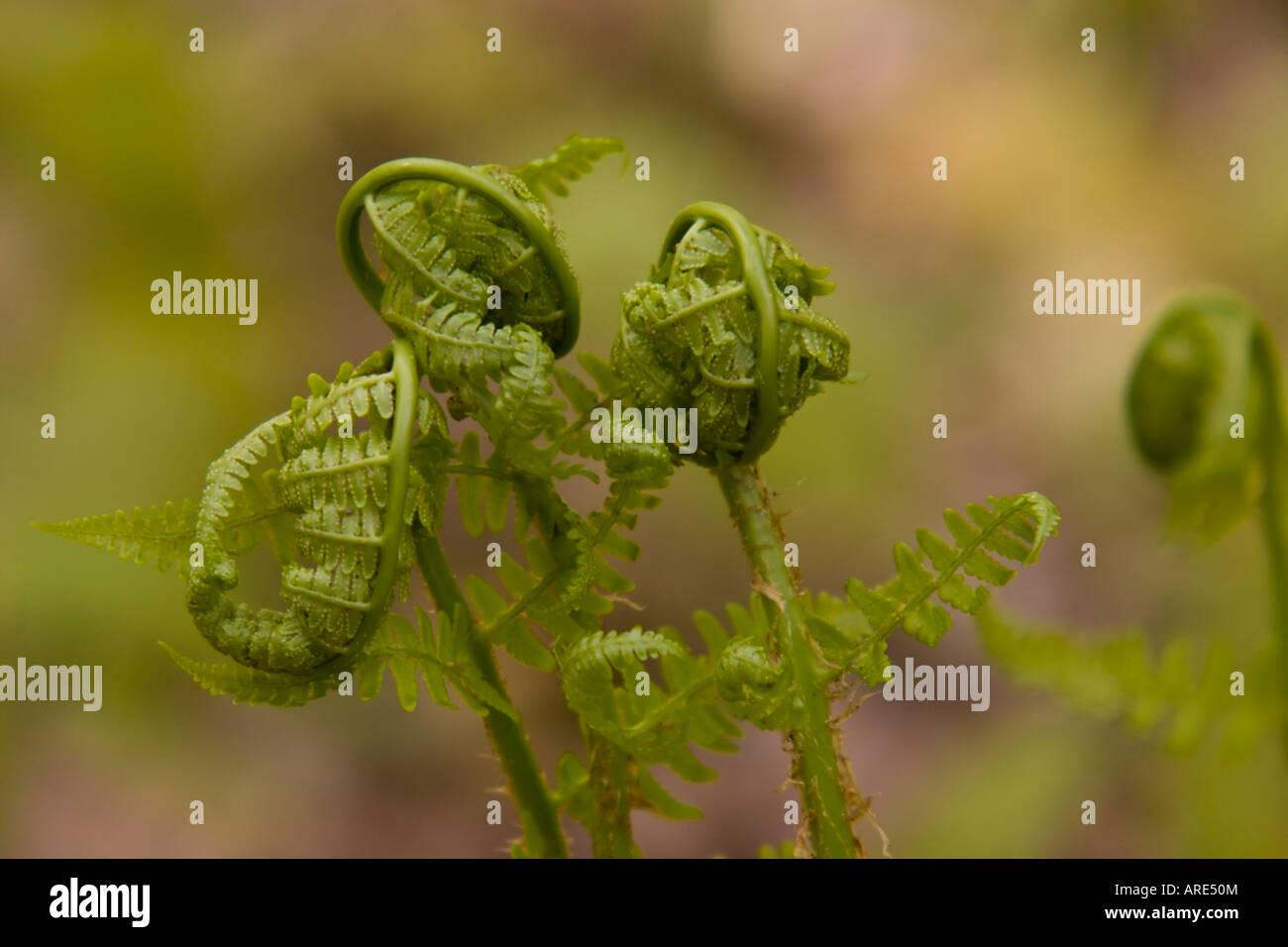 Unfolding hi-res stock photography and images - Alamy