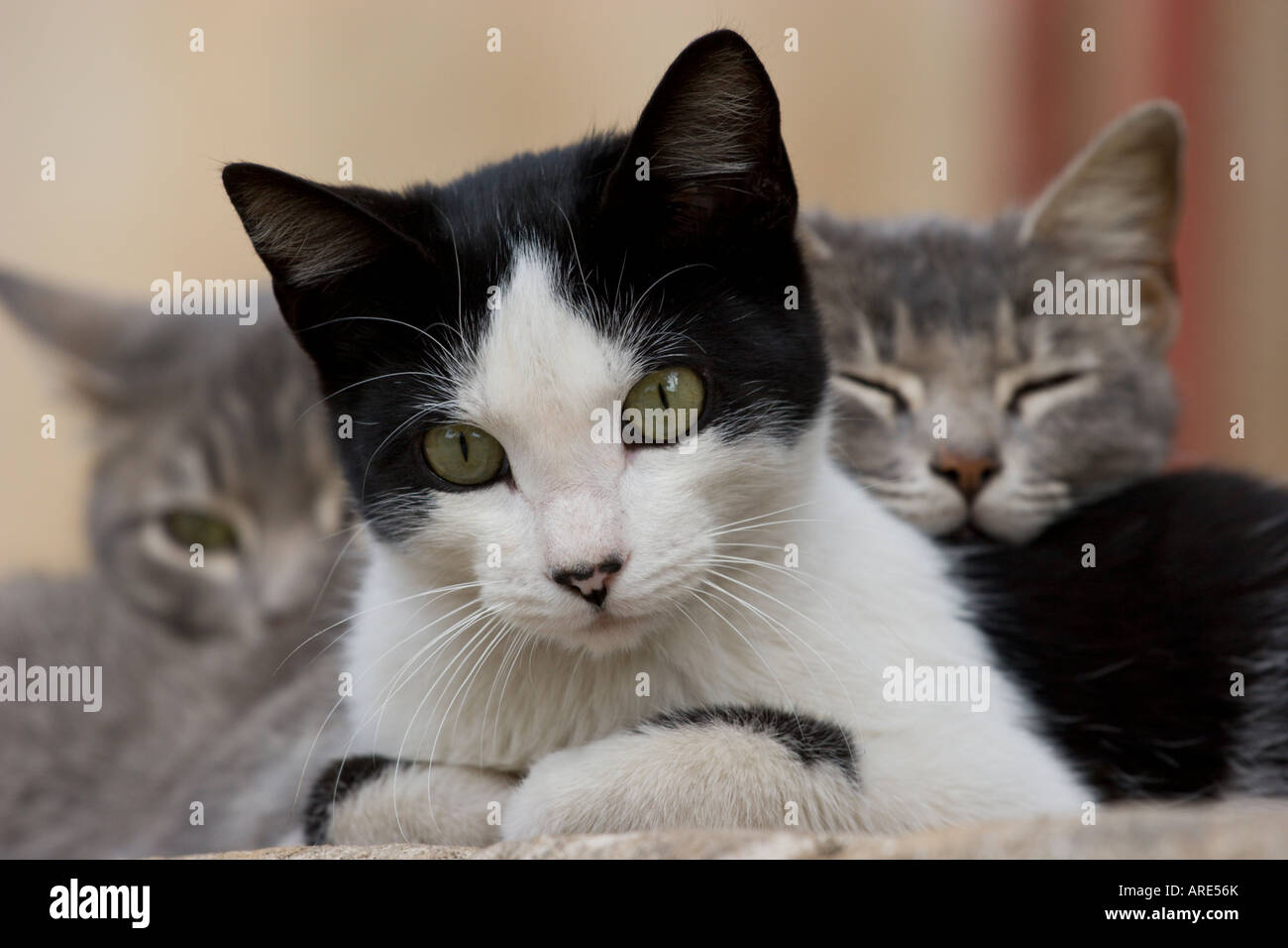 Cute kittens cats hi-res stock photography and images - Alamy