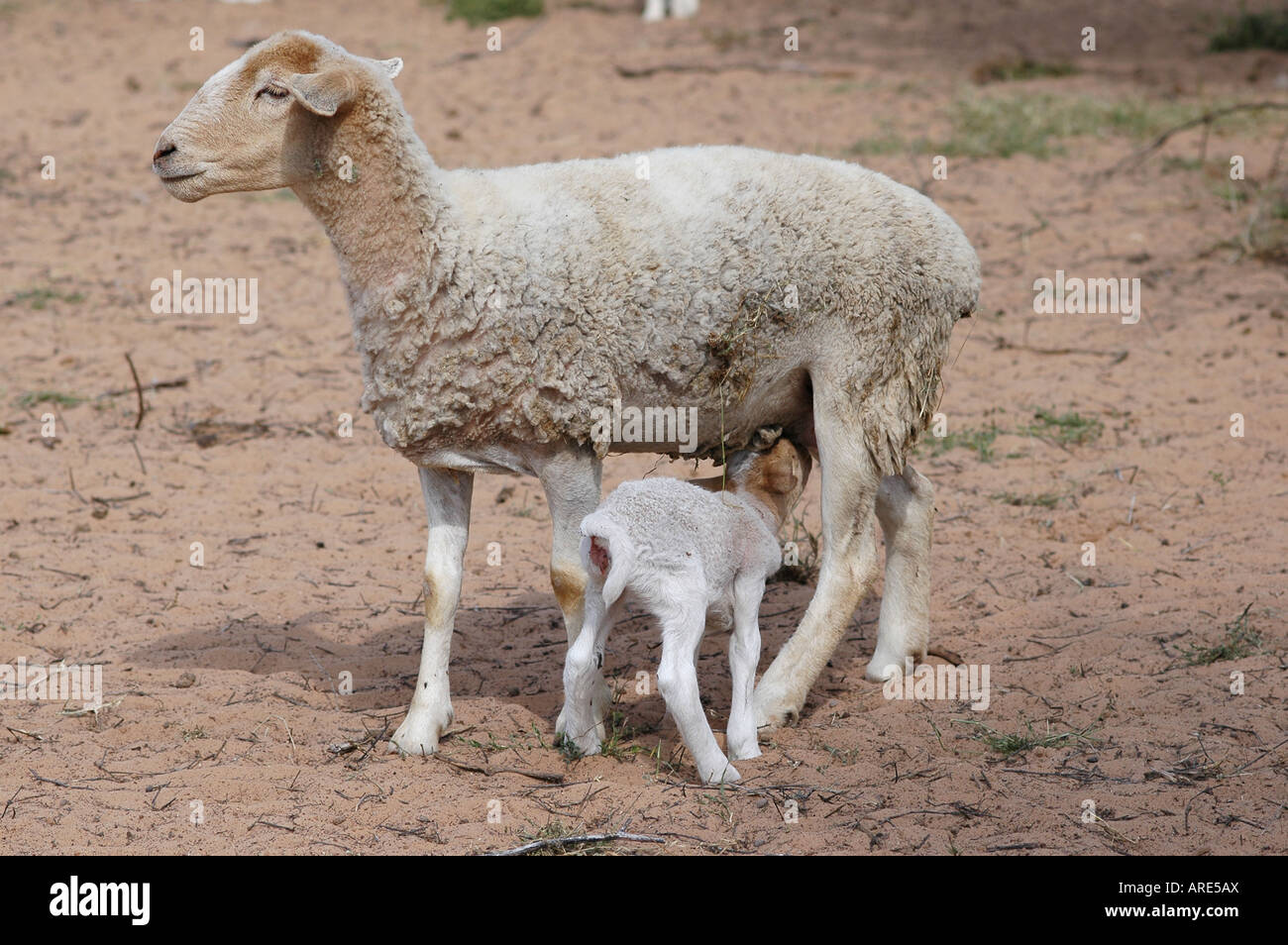 Ewe and lamb south africa hi-res stock photography and images - Alamy