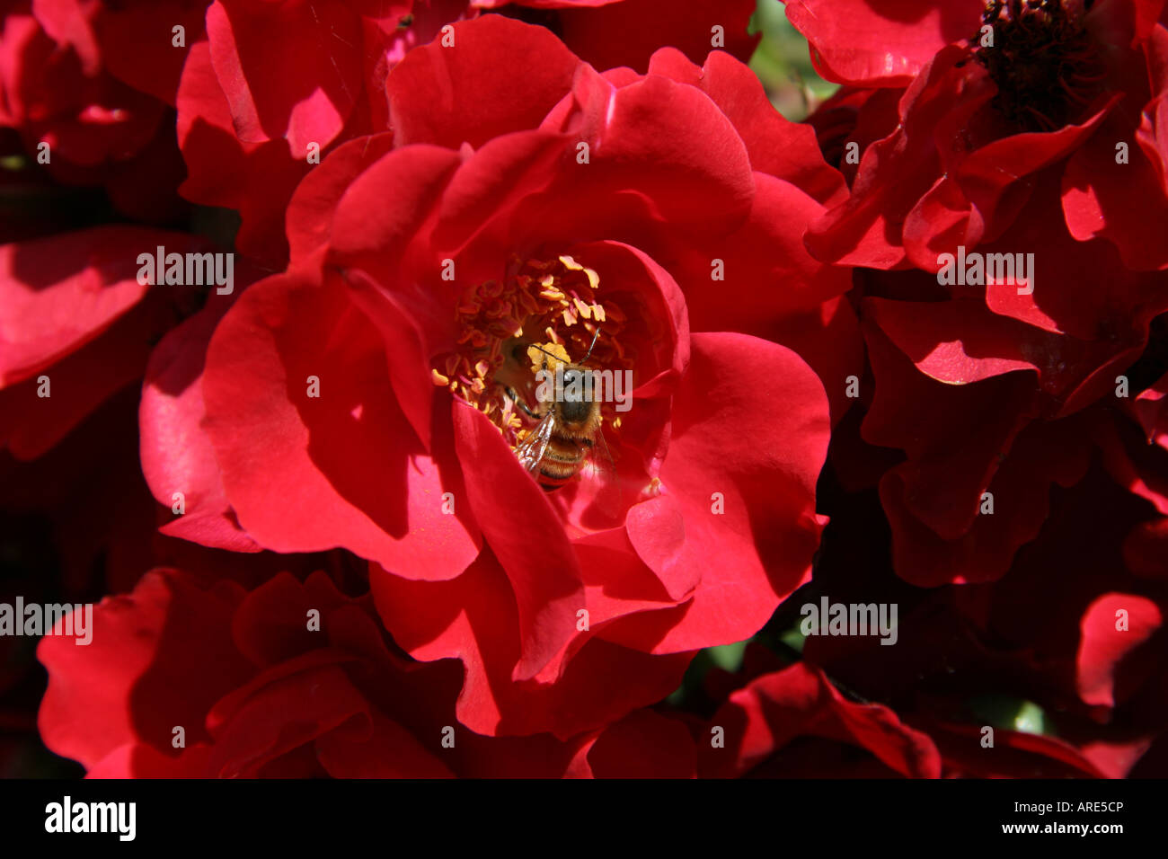 Collecting food distribution hi-res stock photography and images - Alamy