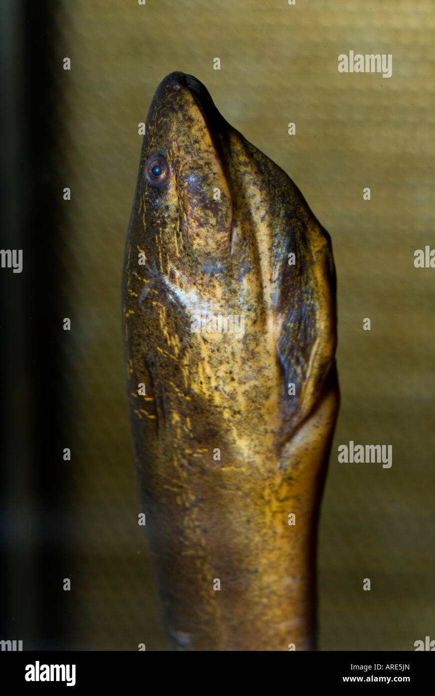 Monopterus albus Asian swamp eel Asia fish Stock Photo - Alamy