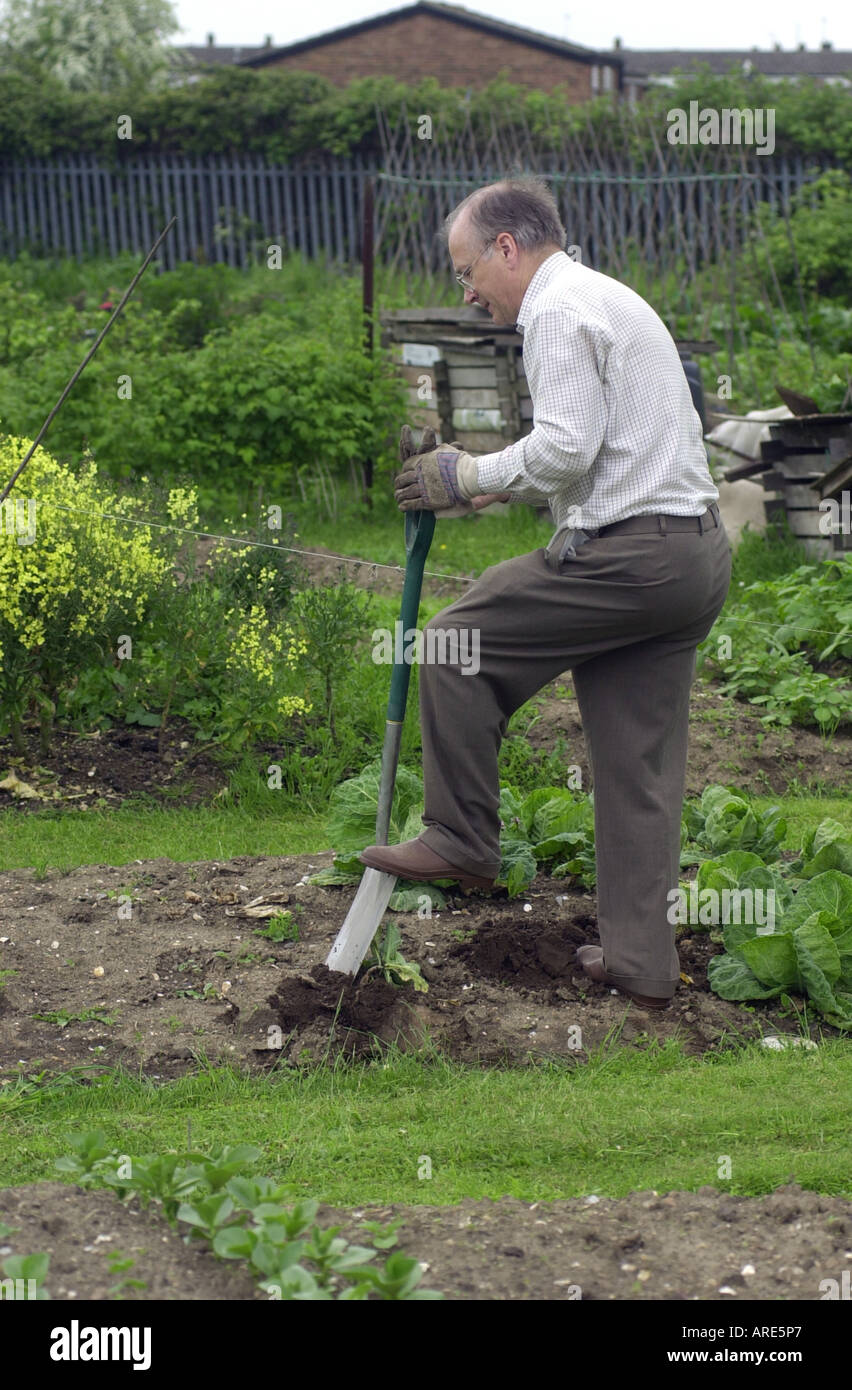 Man digs on his allotment Royston Herts UK Stock Photo - Alamy