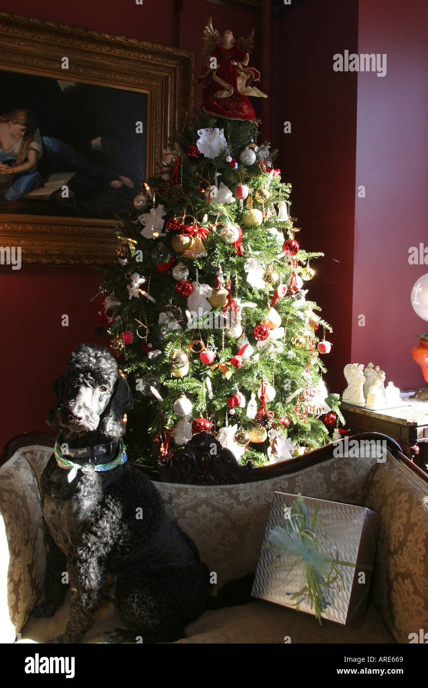 Norfolk Virginia,Freemason District,pet pets,dog dogs,pet pets,canine ...