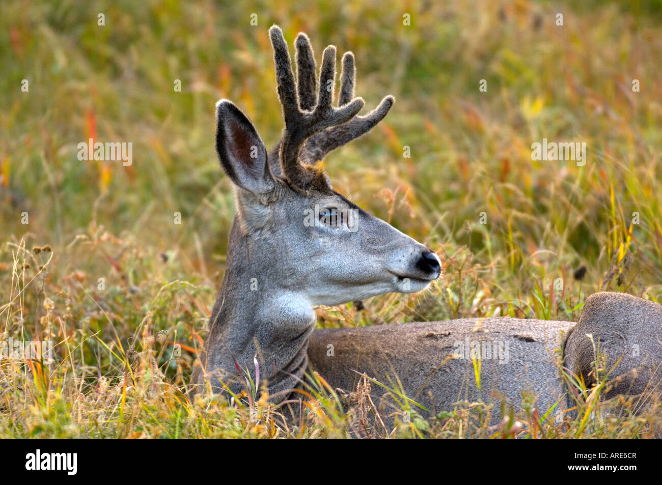 A mule deer buck laying in the deep vegetation Stock Photo - Alamy