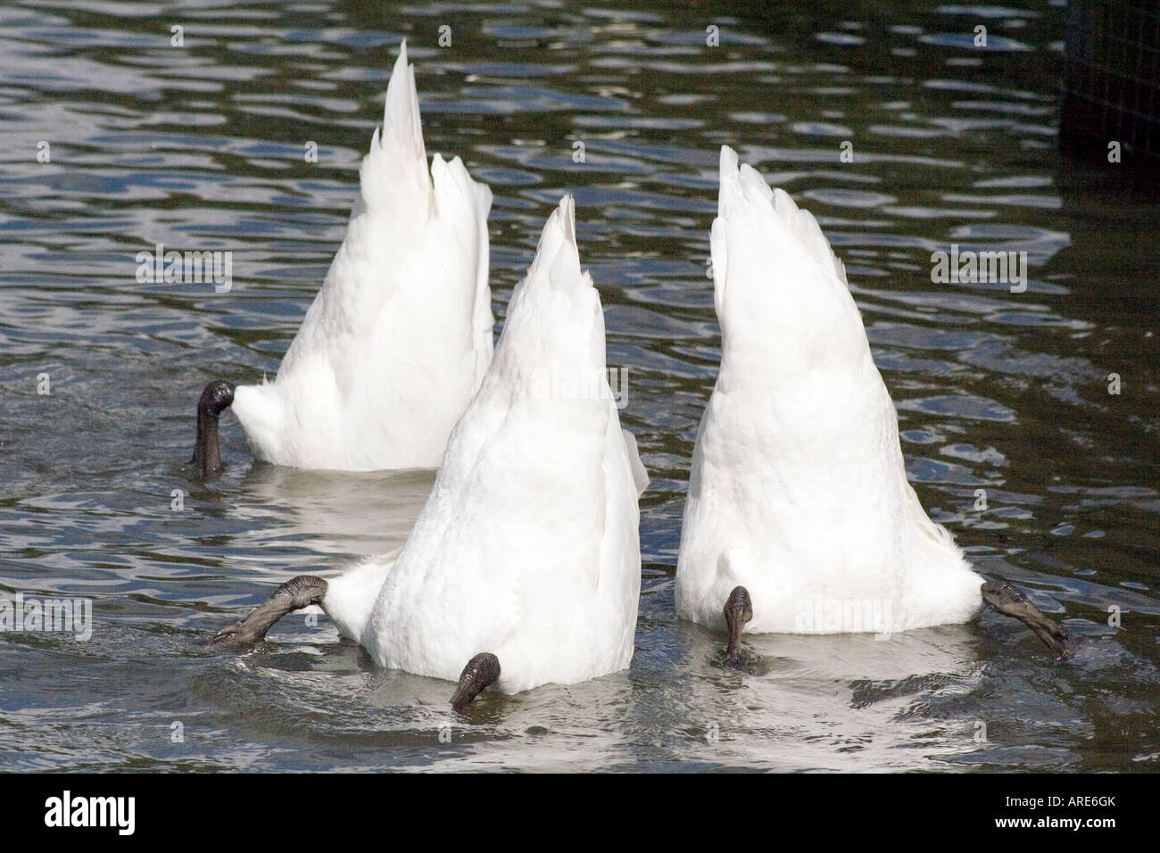Swan upside down hi-res stock photography and images - Alamy