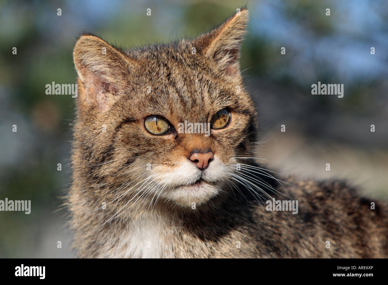 Scottish Wildcat Felis sylvestris looking alert the British wildlife ...