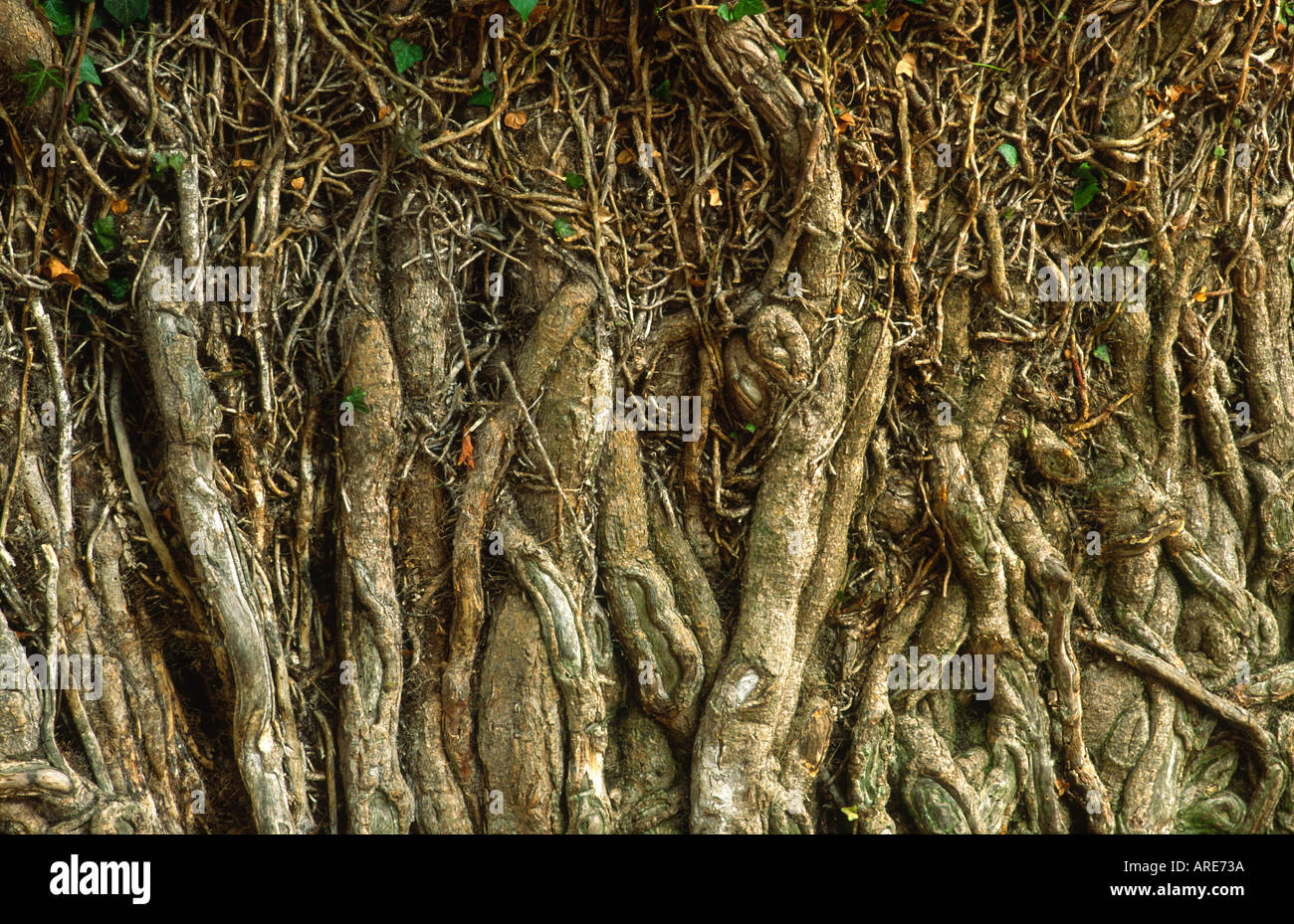Texture of layered stems hi-res stock photography and images - Alamy