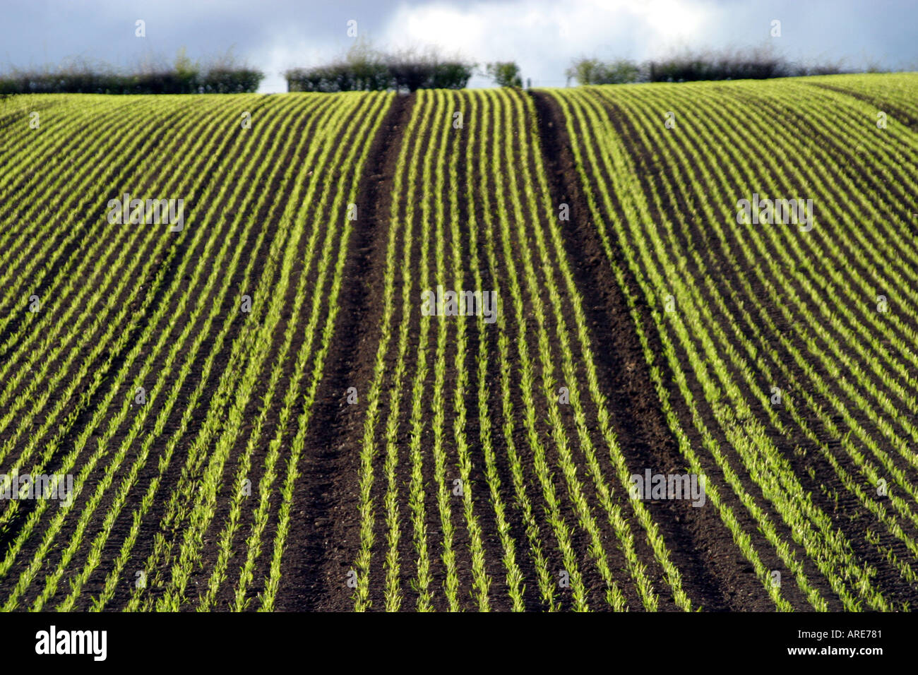Field of newly planted grass Stock Photo - Alamy