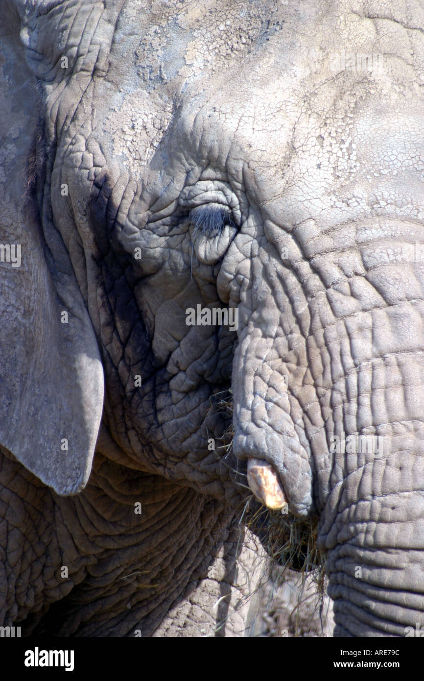 Elephant s face close up Stock Photo - Alamy