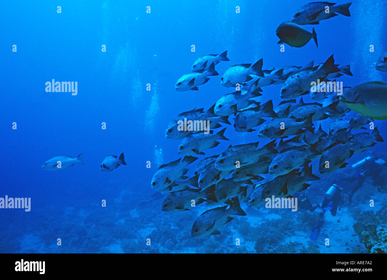 Egypt Africa Blue fish shoal Stock Photo - Alamy