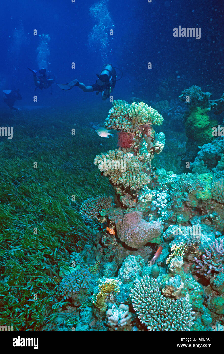 Coral vertical hi-res stock photography and images - Alamy