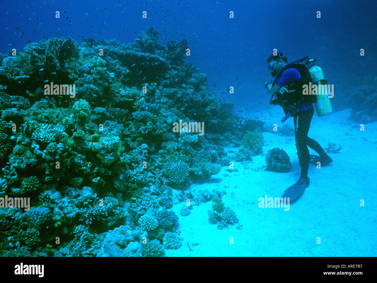 Scuba diver standing underwater hi-res stock photography and images - Alamy