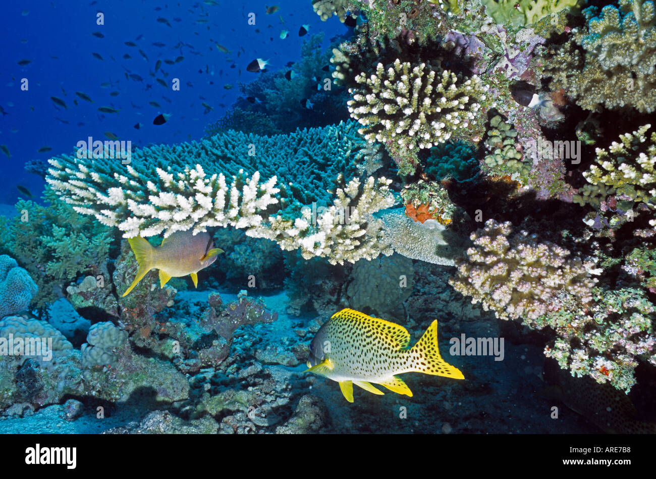 Egypt Africa Two beautiful yellow fishes with dots Stock Photo - Alamy