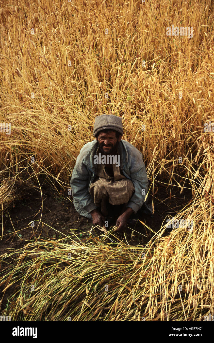 Pakistani farmer in the field hi-res stock photography and images - Alamy