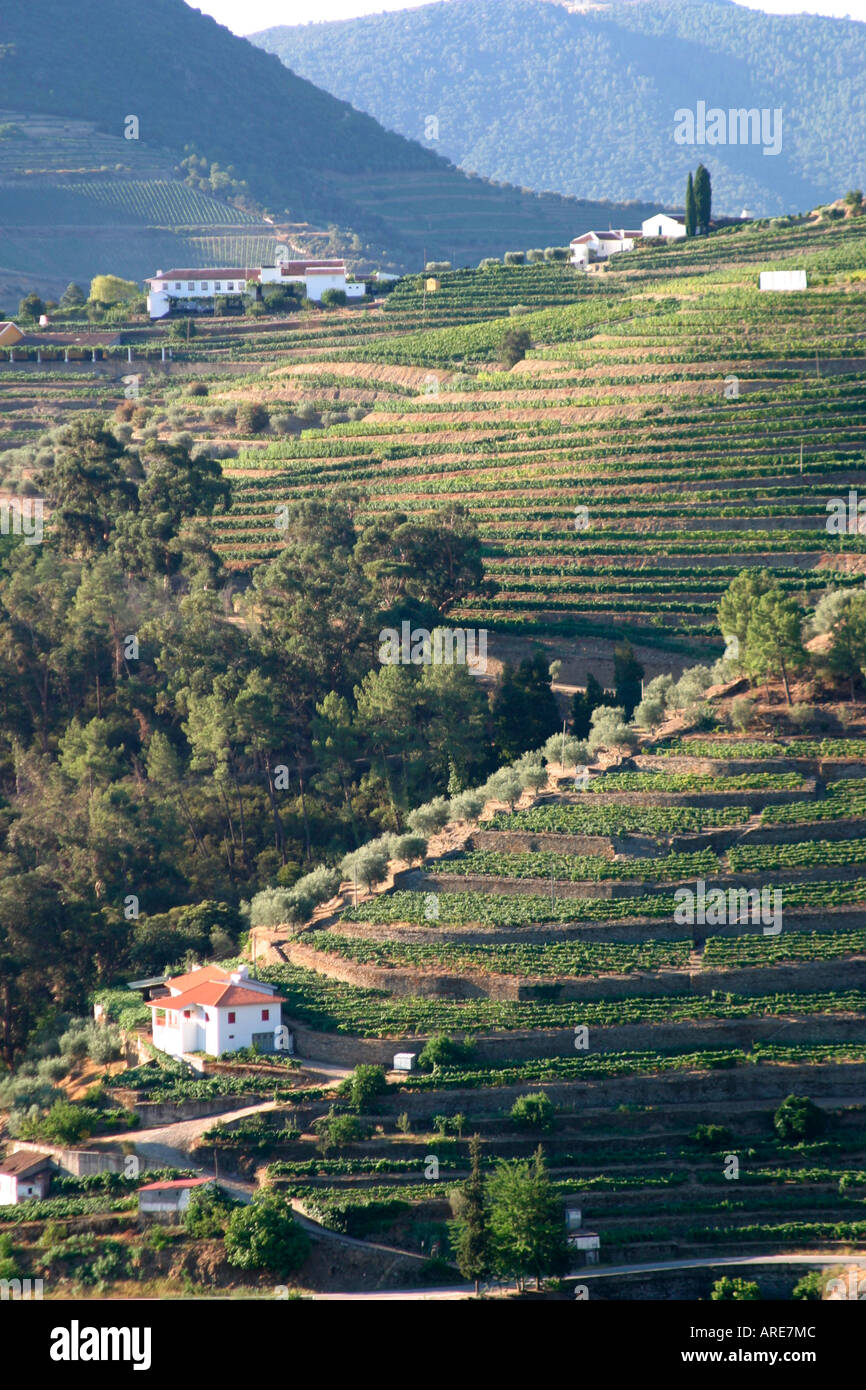 Scenic port wine area hi-res stock photography and images - Alamy