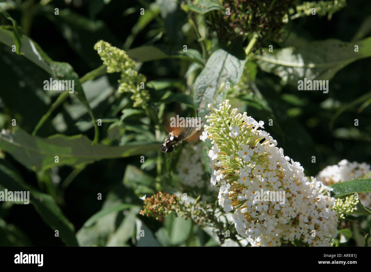 Hummingbird hawk moth buddleia hi-res stock photography and images - Alamy