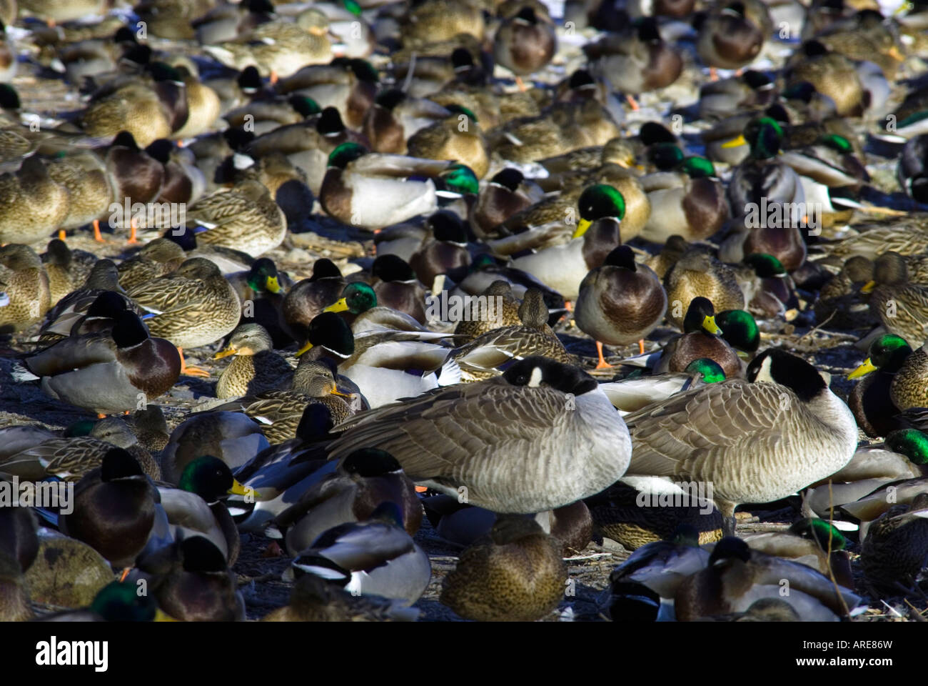 Wintering species hi-res stock photography and images - Alamy