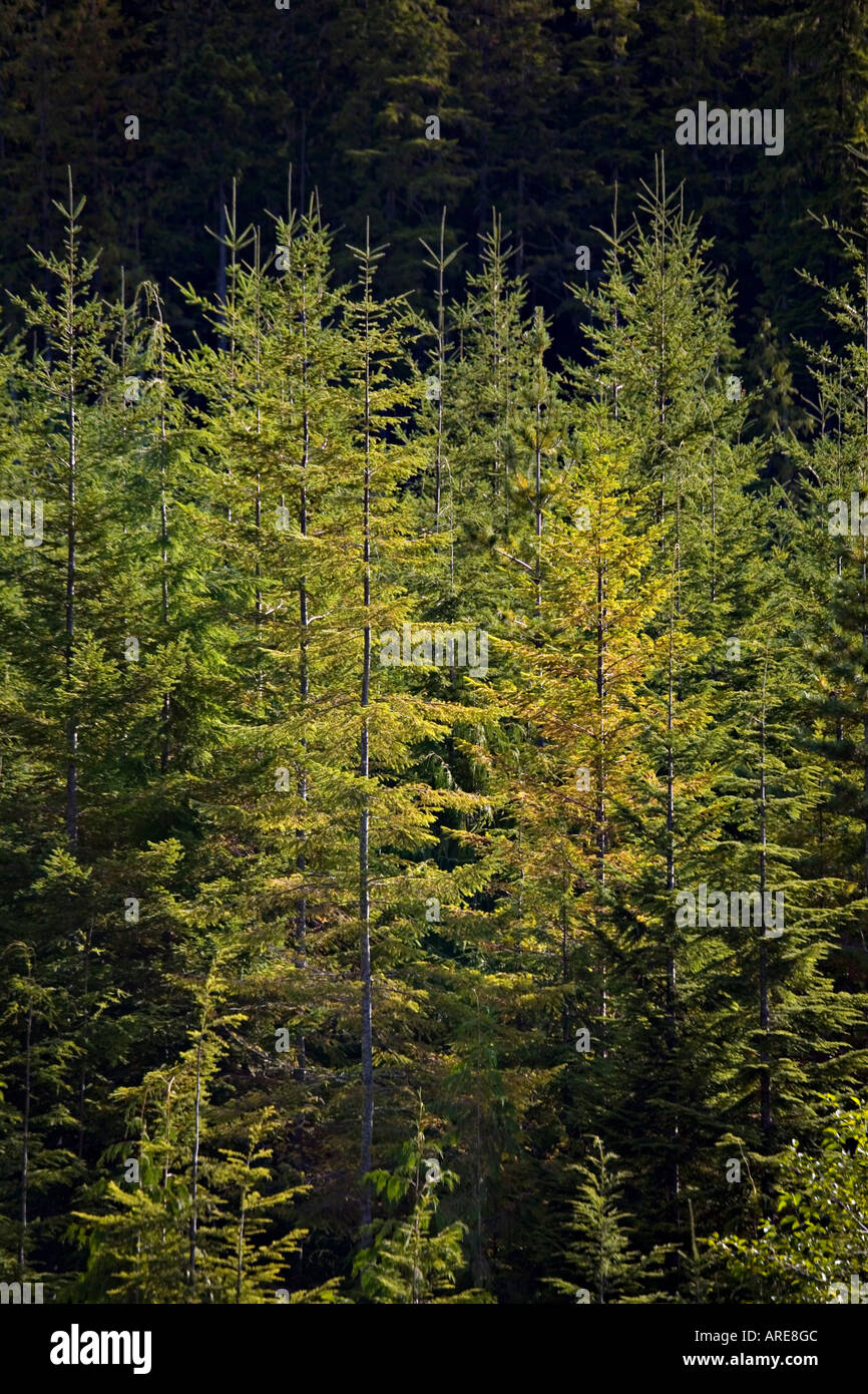 Western Red Cedar Thuja plicata trees Vancouver island Canada Stock ...
