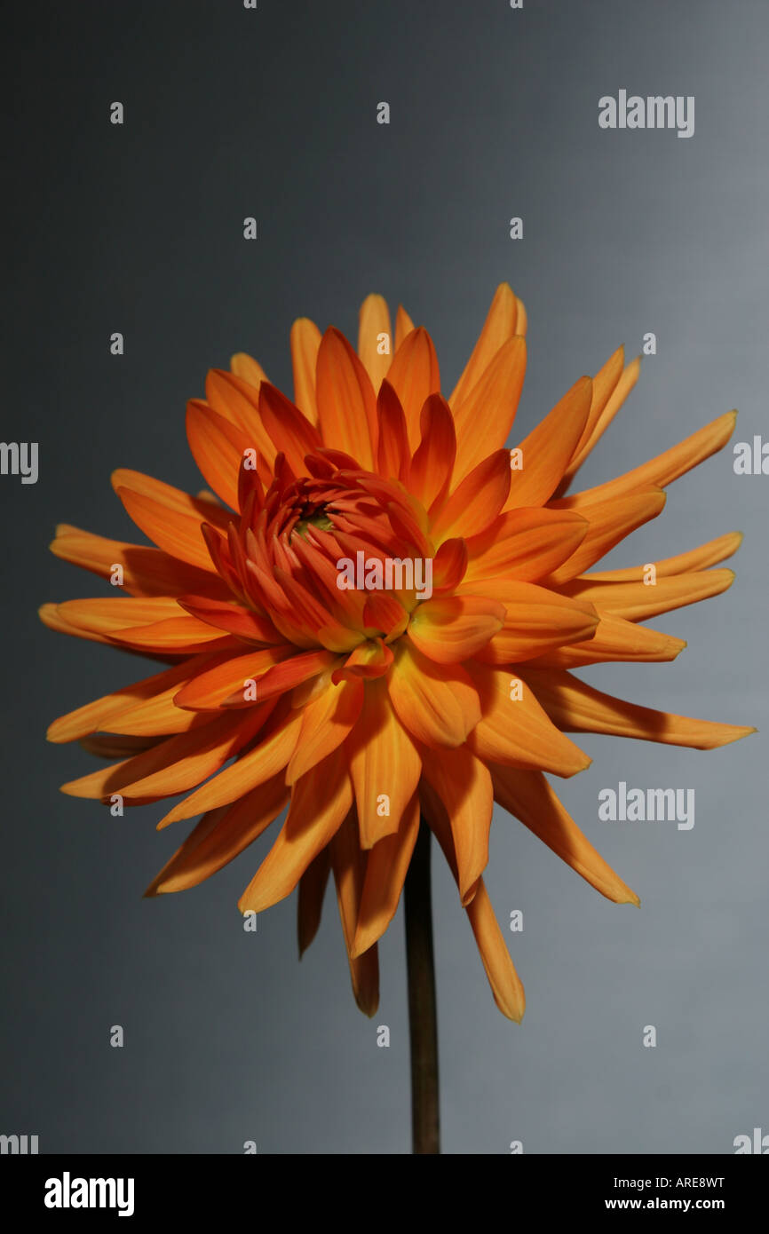 Orange flower againt grey background Stock Photo - Alamy